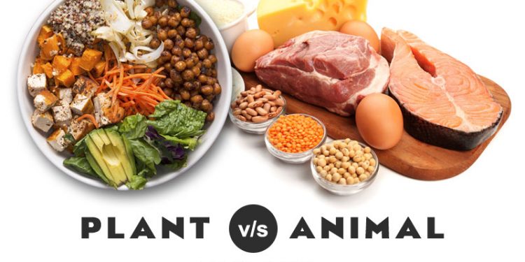 Plant vs Animal-Based Protein Sources | The Health Edge